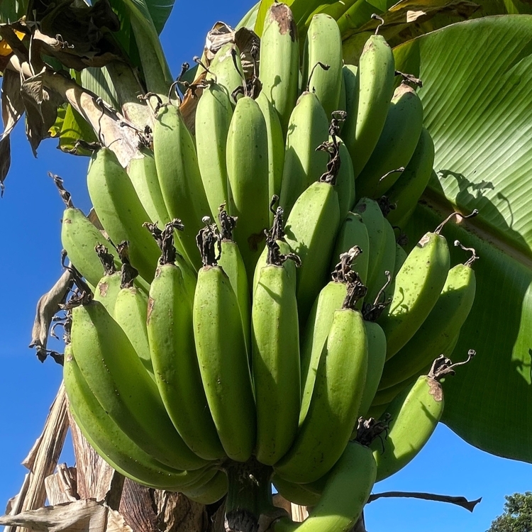 【旗美農產】蕉香乾拌麵－芝麻/油蔥口味任選（8包/盒，2盒組）|乾拌麵|ETMall東森購物網