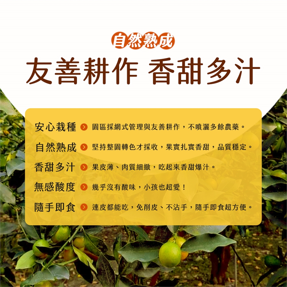 雪莉朵辣嚴選【花東】一口甜桔-大果 2公斤(4盒/箱) x1箱|柑橘/檸檬/金桔|ETMall東森購物網